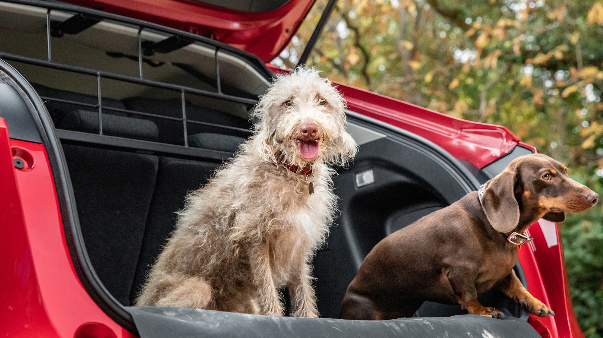 Honda's April Fool gives 'paws' for thought – and sparks range of dog ...