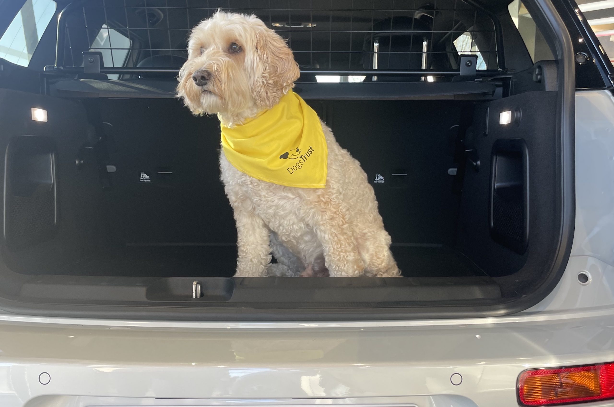Snows dealership lays on special dog-friendly fundraiser – Car Dealer ...