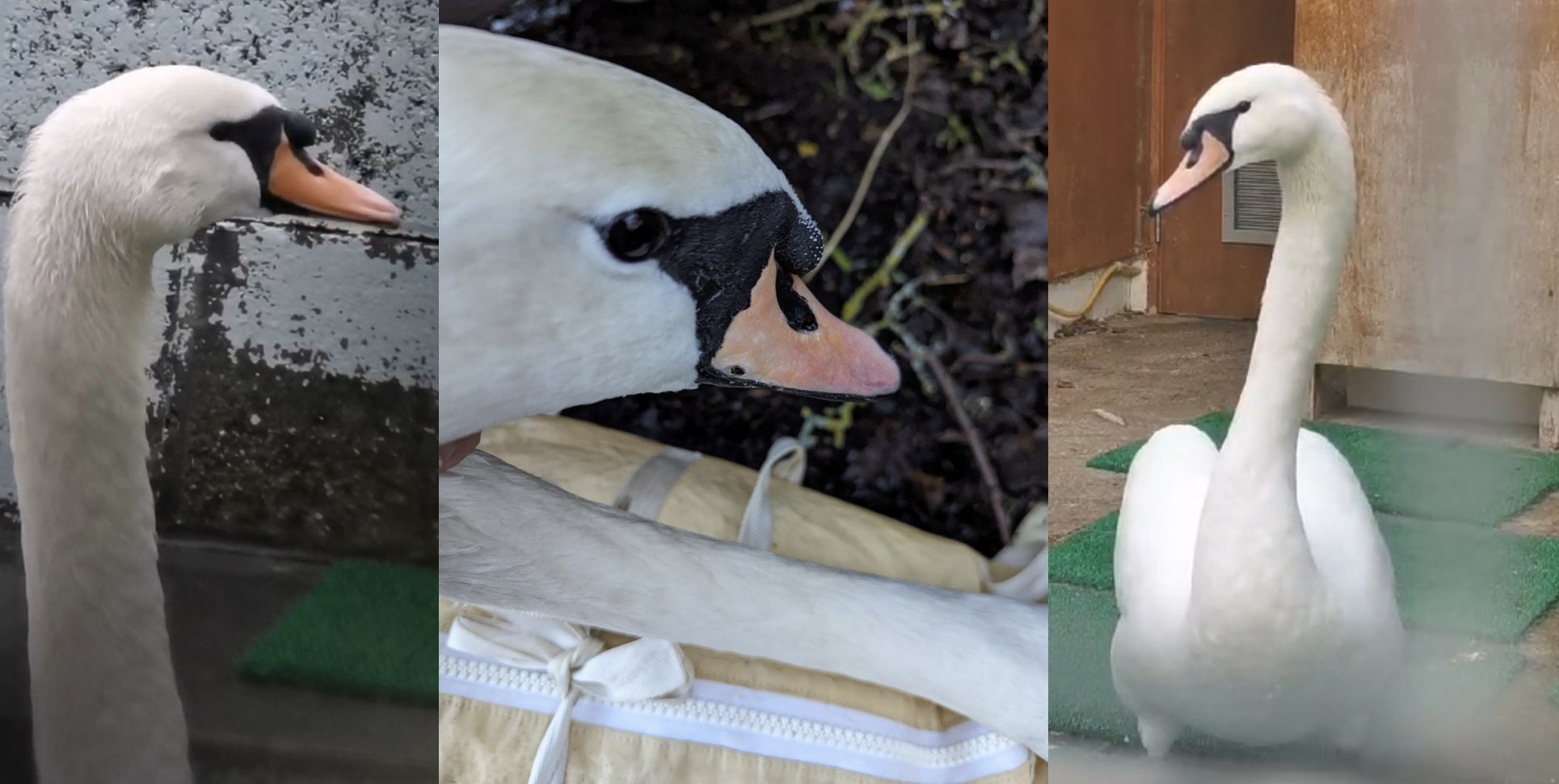 Swanning around: Injured bird rescued from luxury car dealership in ...